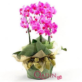 Orxidea gülləri » Səhifə 2 » Qadin.Net ~ İlk milli qadın portalı